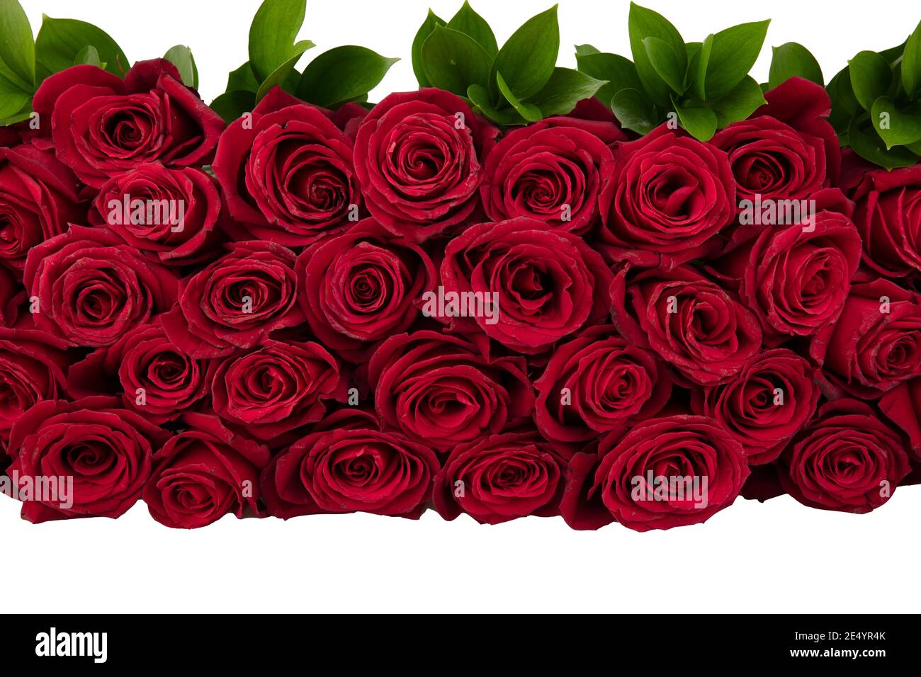 Red roses background. Many red roses, a huge bouquet of roses. Bouquet ...