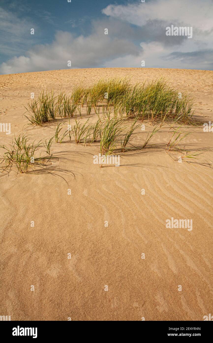 Dune, Jockeys Ridge State park, OBX, Outer Banks, NC, North Carolina ...