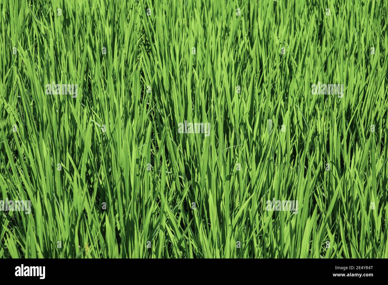 Green rice field background close up Stock Photo - Alamy