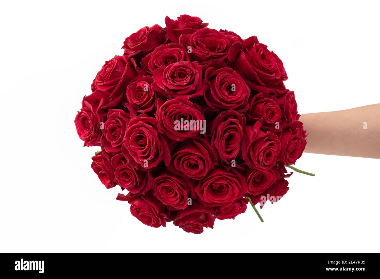 Red roses background. Many red roses, a huge bouquet of roses. Bouquet ...