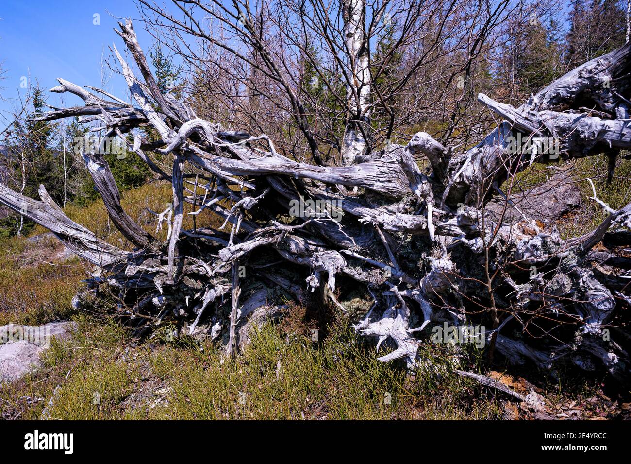 Roots of a tree uprooted by the storm. The rain and the sun stripped ...
