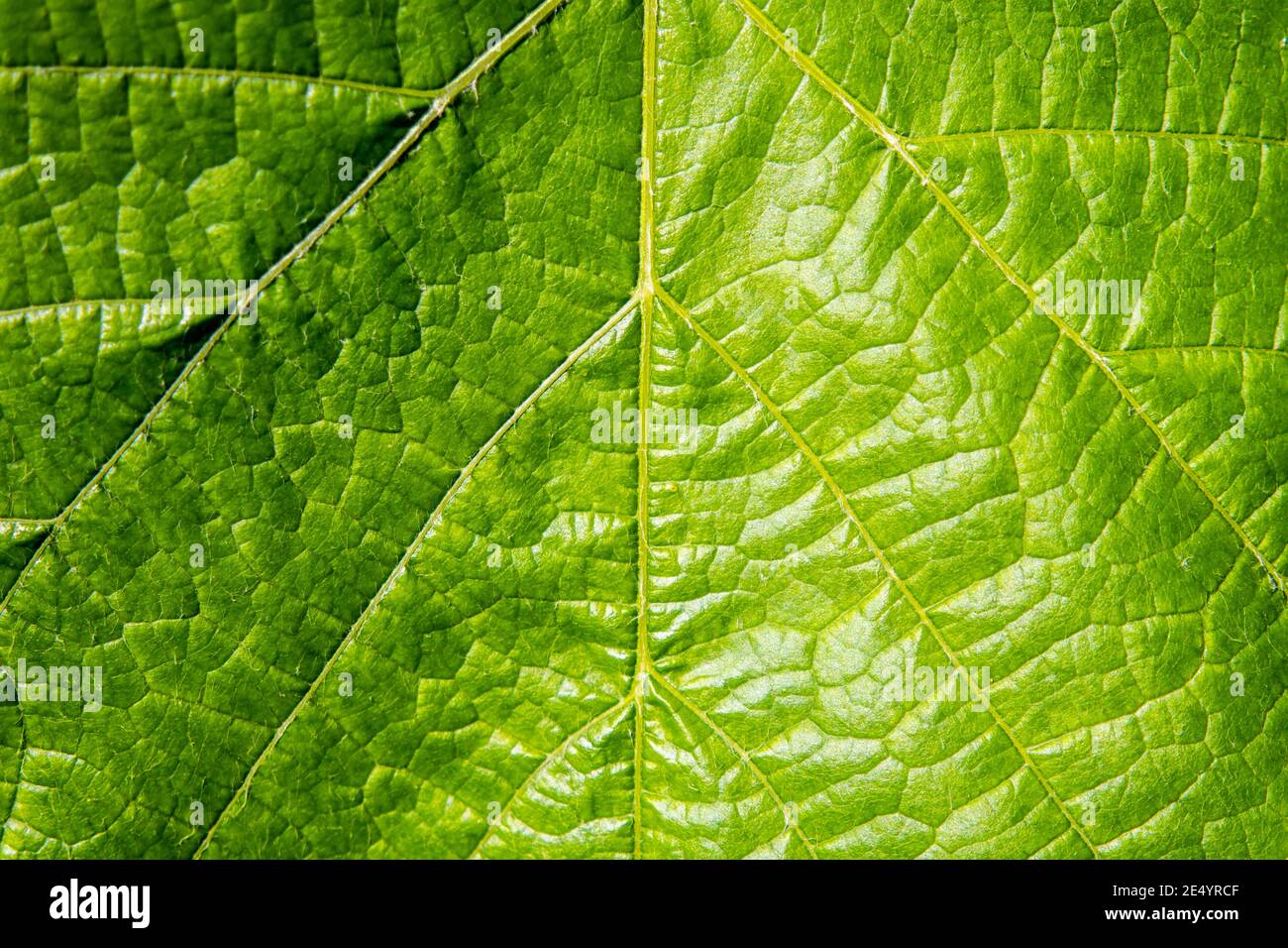 background texture green leaf structure macro photography Stock Photo ...