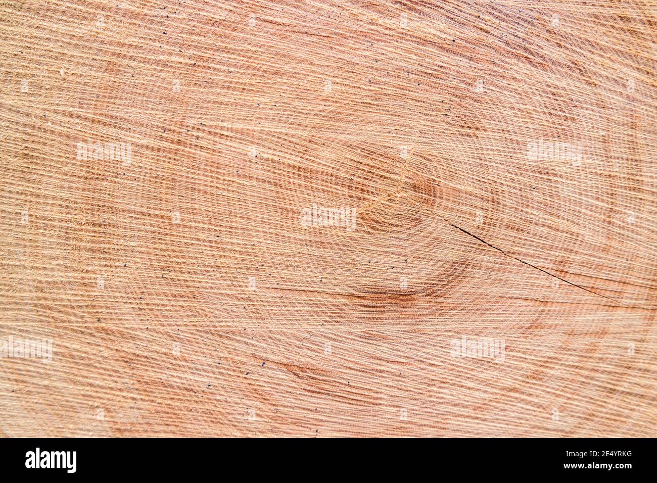 Year Rings Of A Tree Stock Photo - Alamy