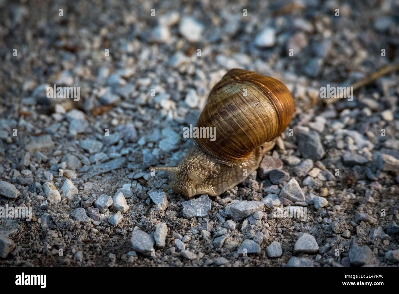 A vine snail with a large brown shell on a pedestrian path covered with ...