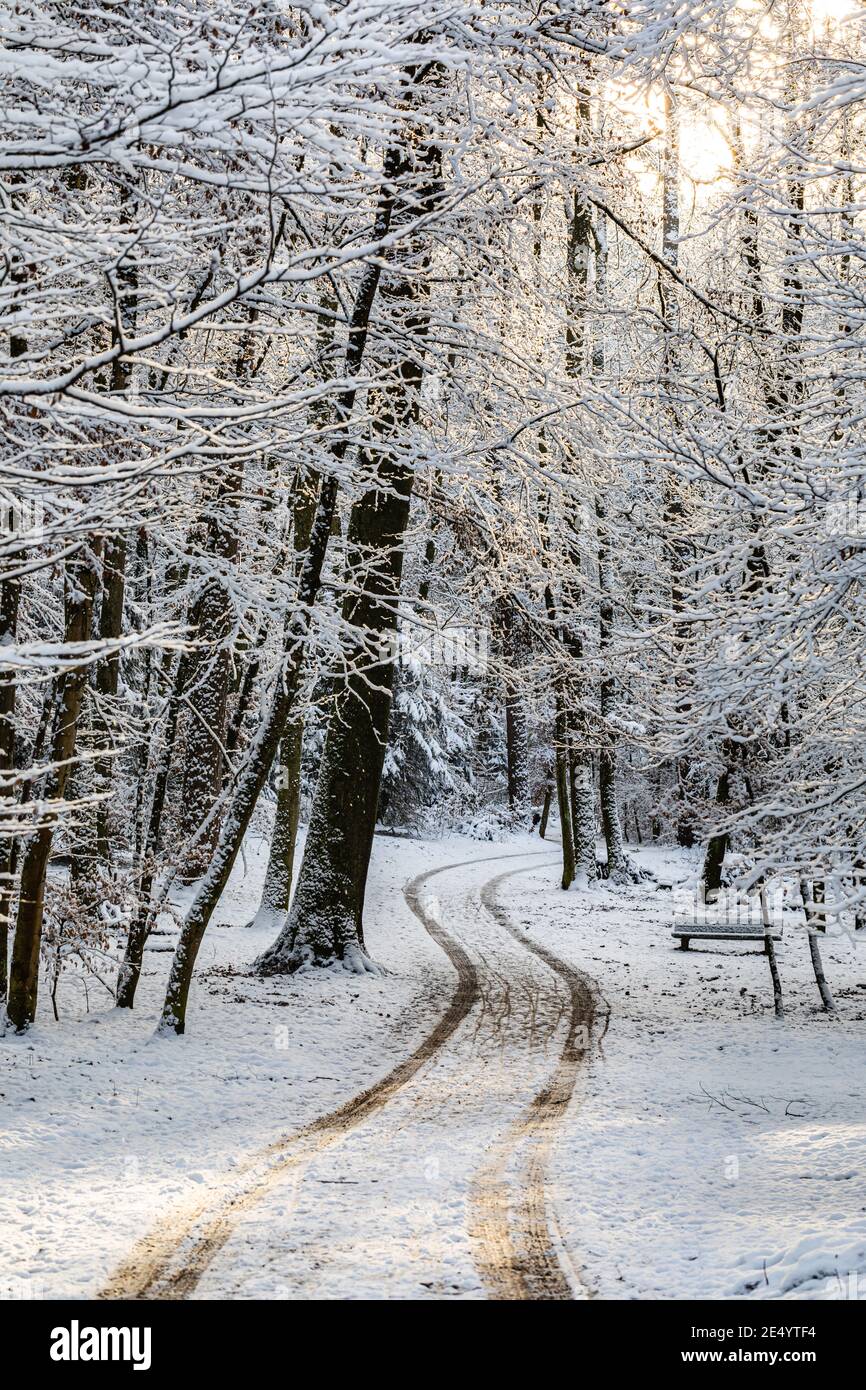 Beautiful winter woodland scene hi-res stock photography and images - Alamy