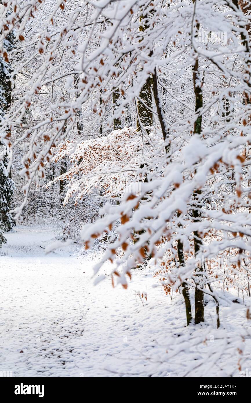 Beautiful Winter Woodland Scene High Resolution Stock Photography and ...