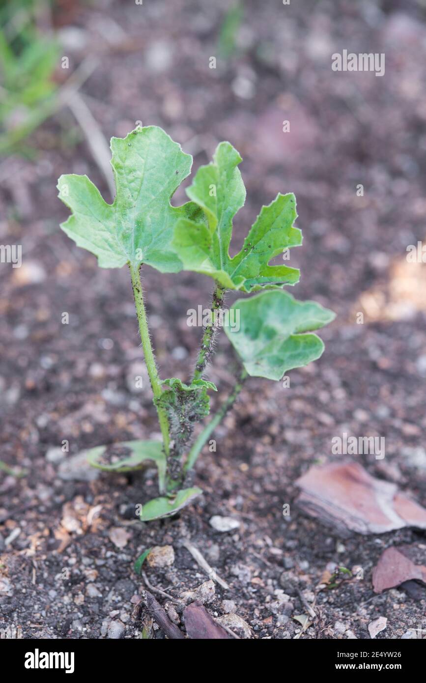 watermelon plant in natural land Stock Photo - Alamy