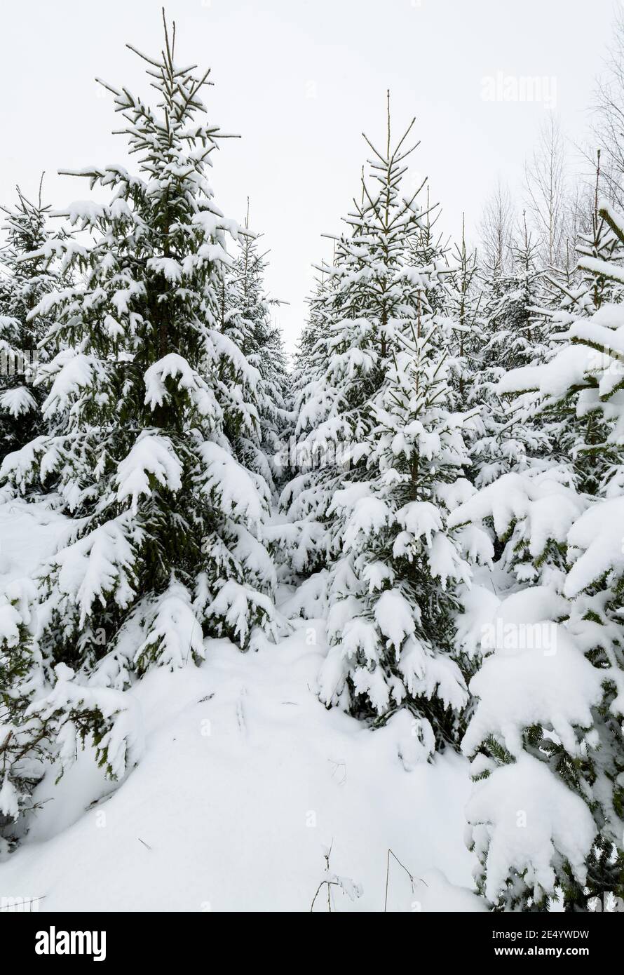 Beautiful winter snowy forest hi-res stock photography and images - Alamy