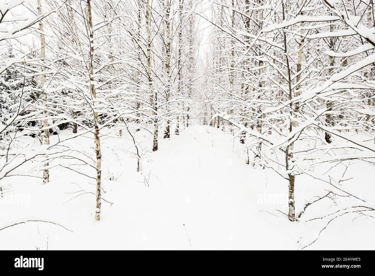 Beautiful winter snowy forest hi-res stock photography and images - Alamy