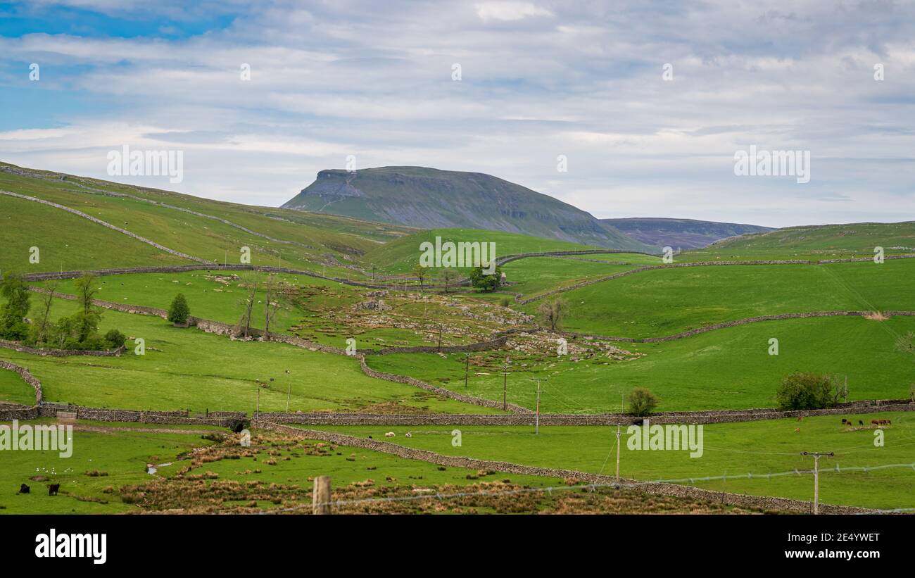 Yorkshire Dales landscape and the Pen-Y-Ghent in the background, near ...
