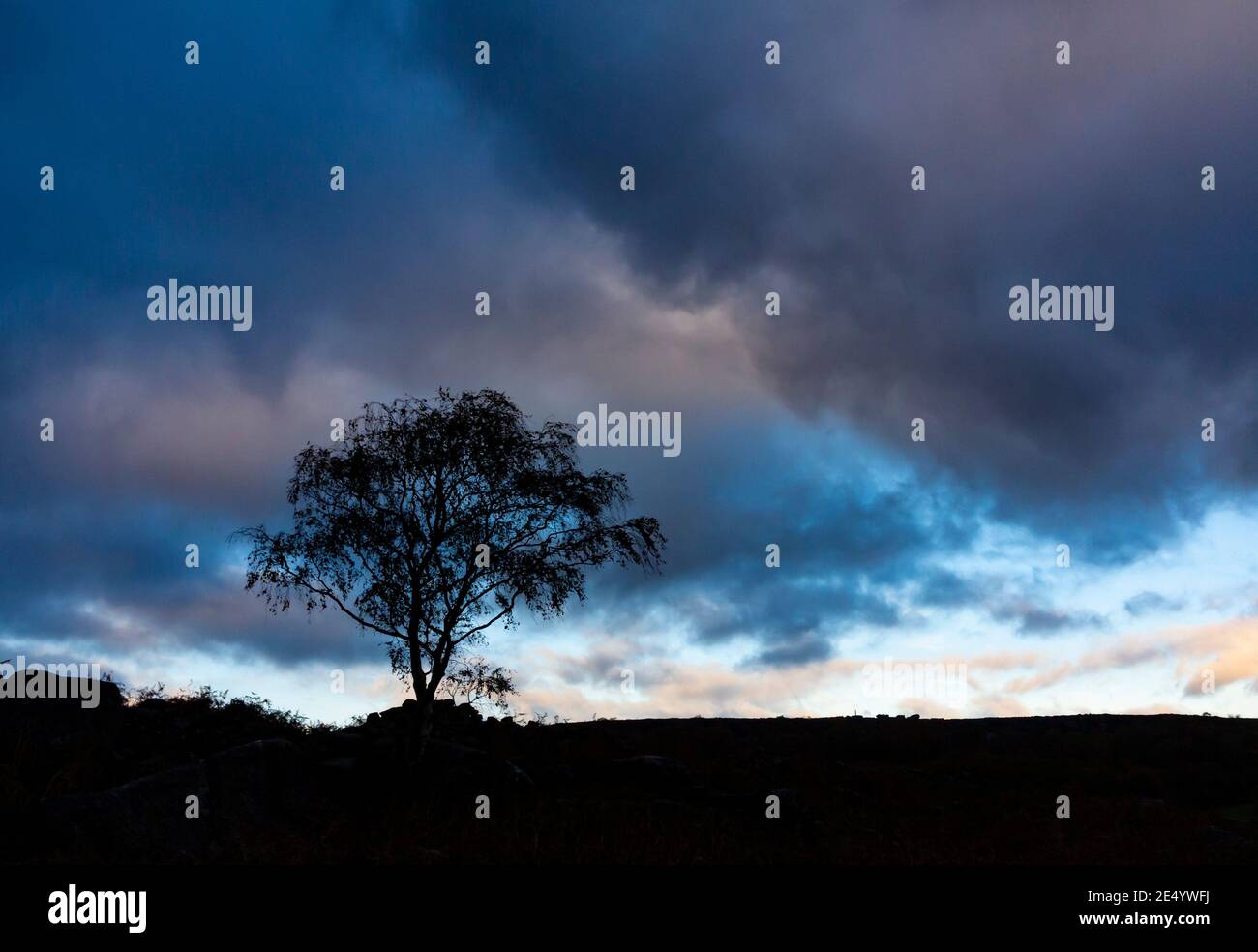 Silhouette of tree against a stormy dark sunset on Gardom's Edge near ...