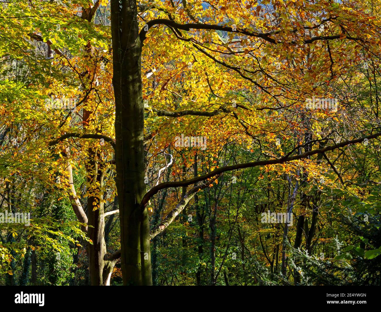 Trees with colour hi-res stock photography and images - Alamy