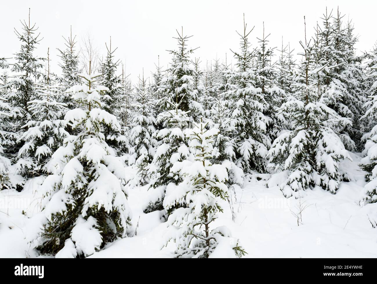 Beautiful winter snowy forest hi-res stock photography and images - Alamy