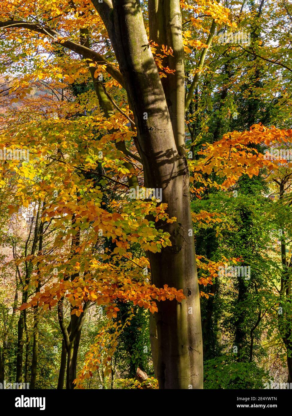 Golden autumn colour in woodland at High Tor an area of trees at ...
