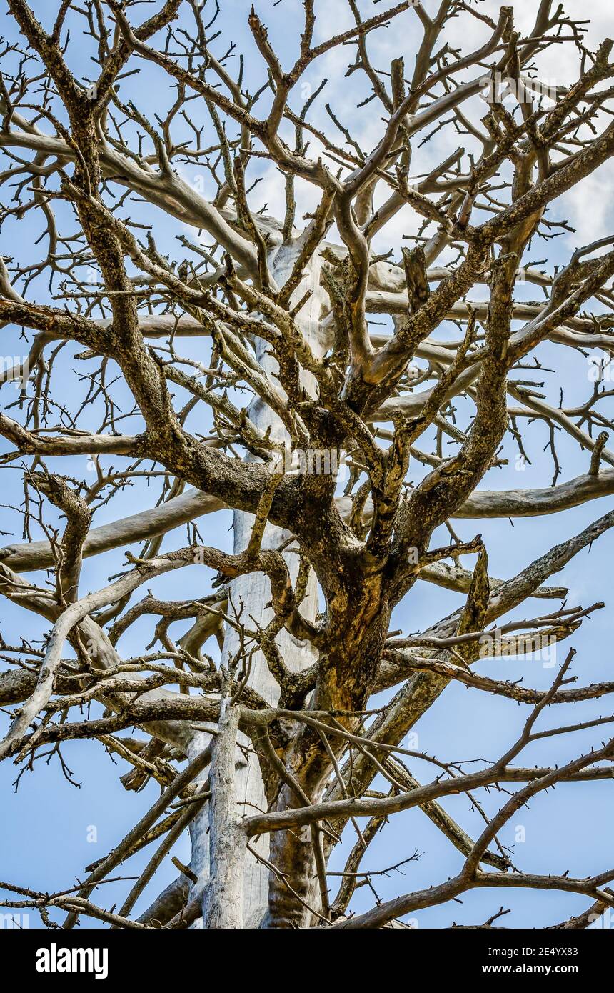 This tree is called "Le Cedre Gouraud" - probably biggest cedar in ...
