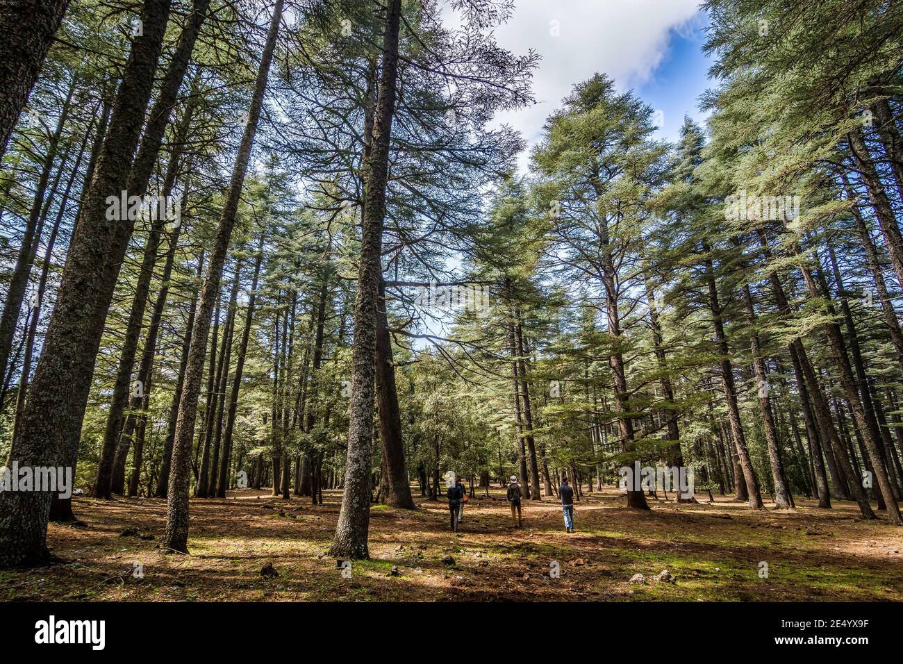Azrou cedar forest, morocco hi-res stock photography and images - Alamy