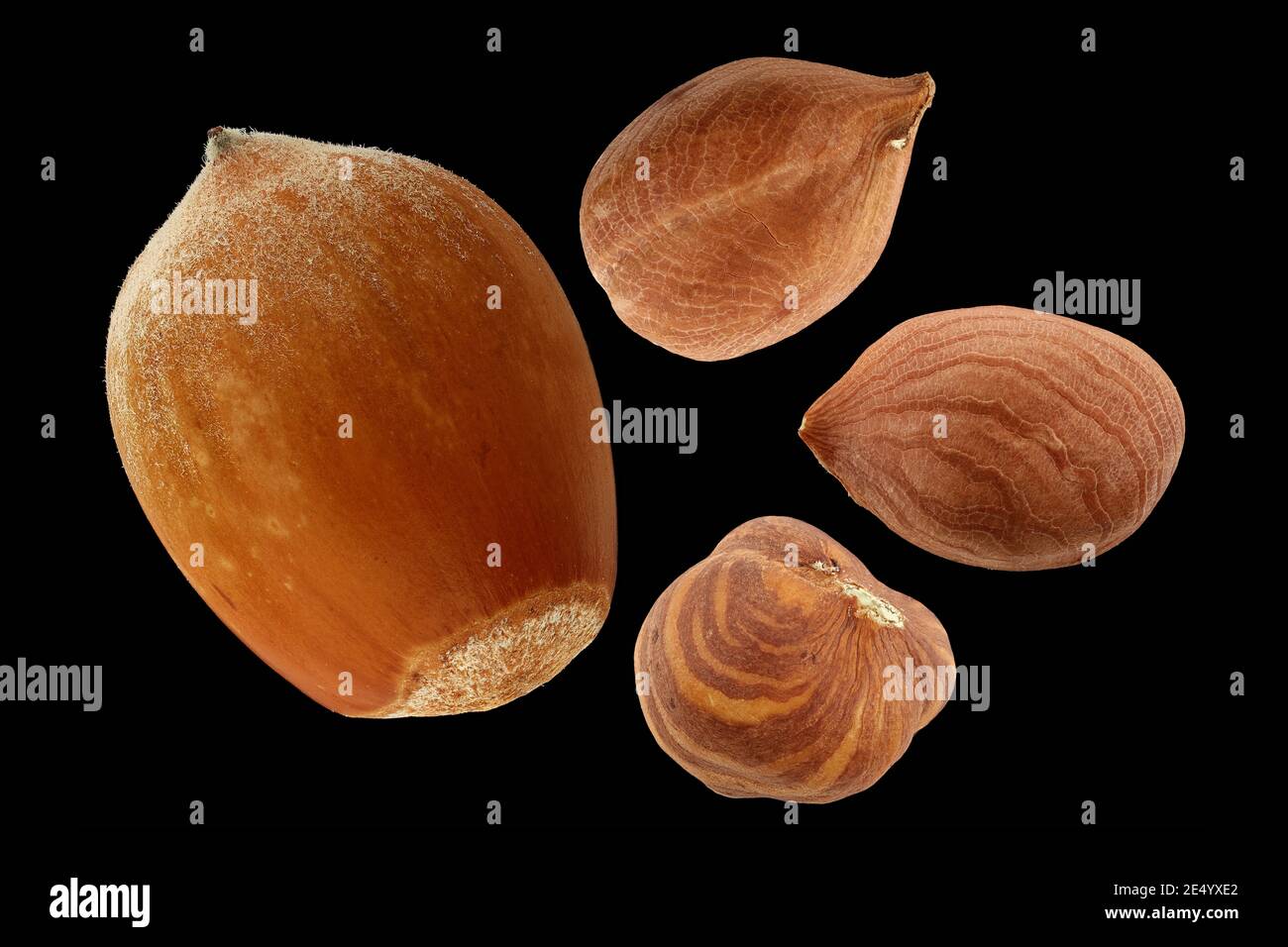 Corylus avellana, Common hazel, Hazelnut, Haselstrauch, close up, fruit ...