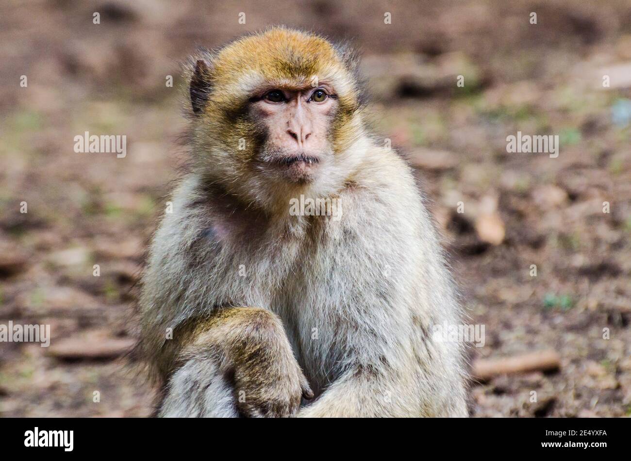 Cedar Tree Morocco High Resolution Stock Photography and Images - Alamy