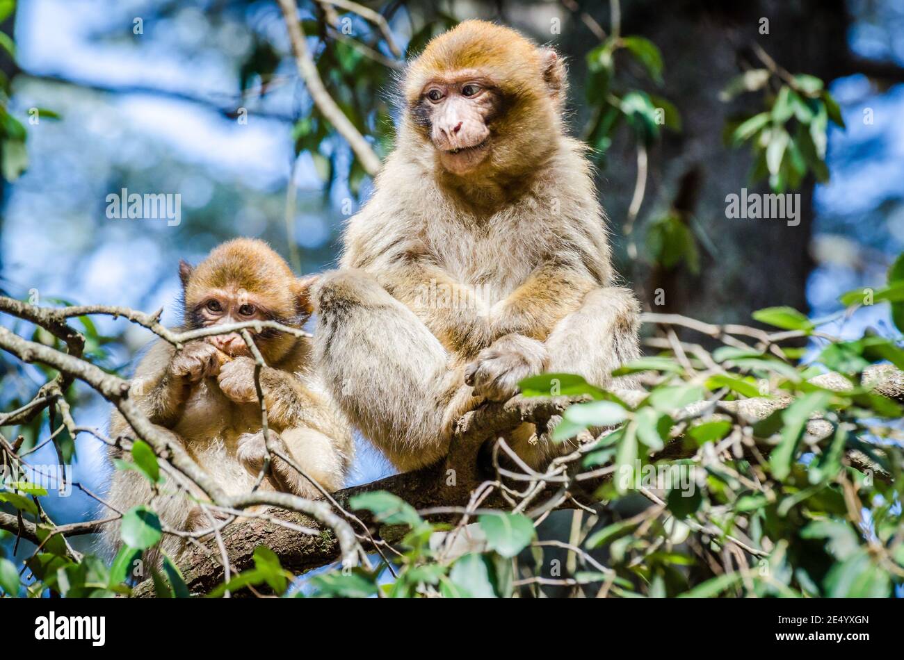 Macaque habitat protection hi-res stock photography and images - Alamy