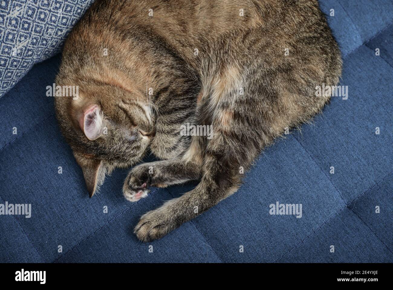 Beautiful domestic cat sleeping on sofa at home closeup Stock Photo - Alamy