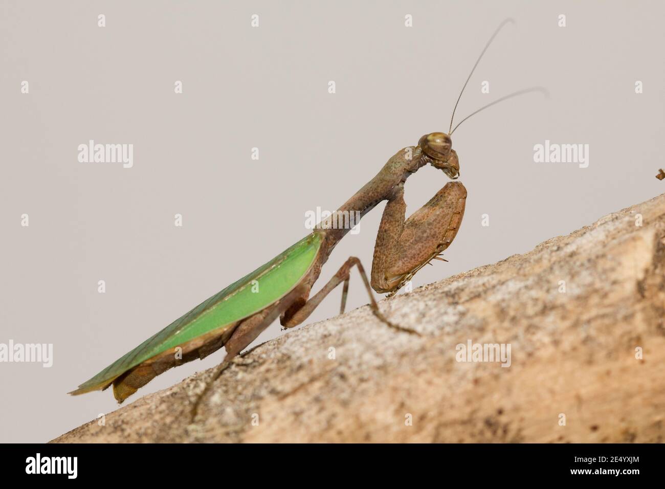Asian praying mantis (Acromantis sp Stock Photo - Alamy