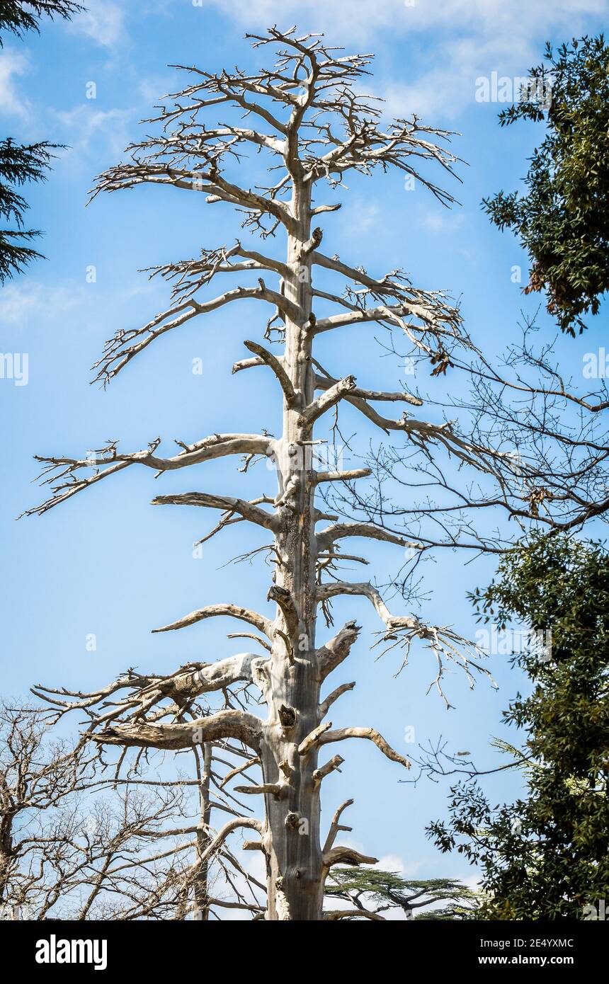 This tree is called "Le Cedre Gouraud" - probably biggest cedar in ...