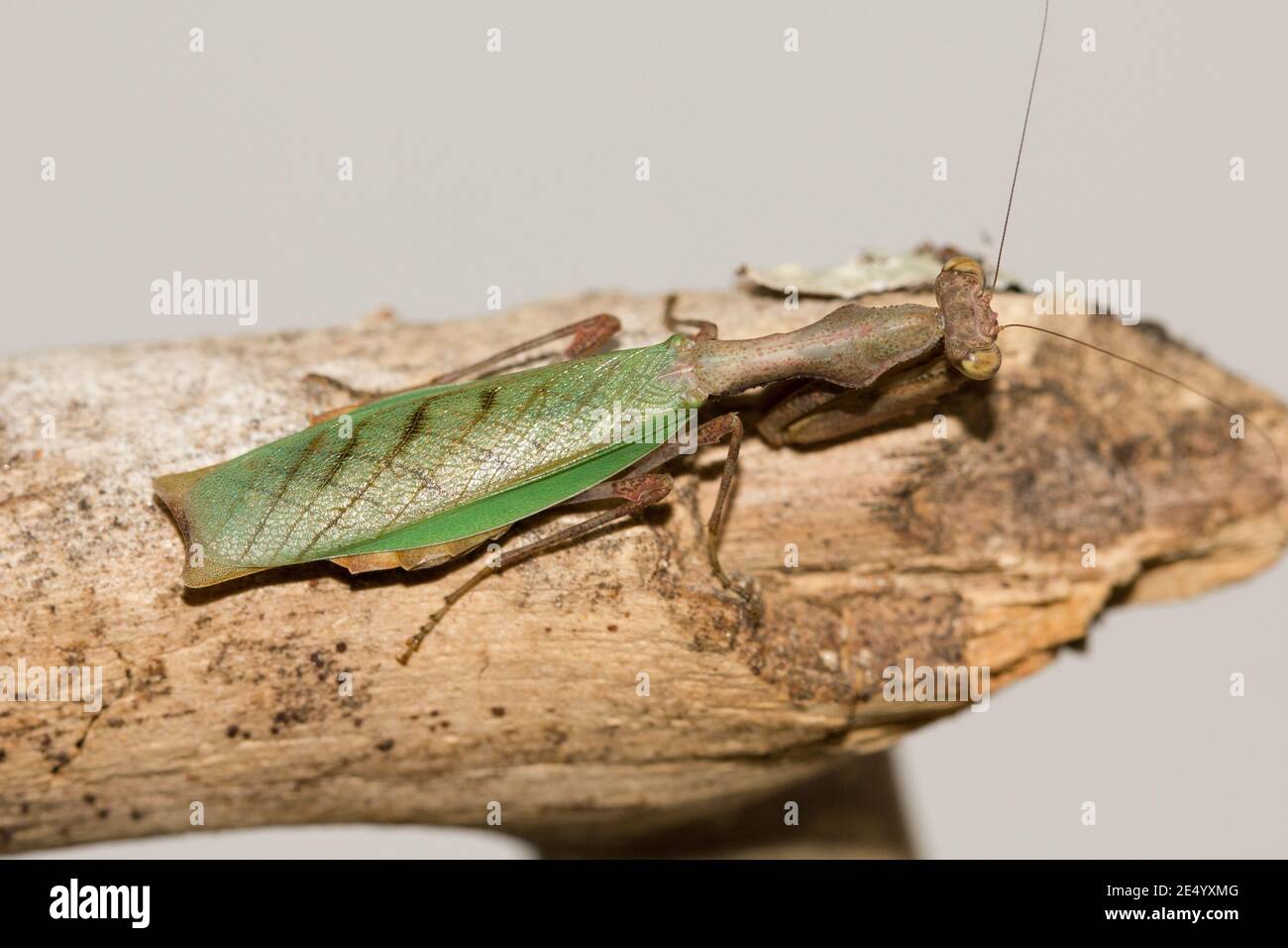 Asian praying mantis (Acromantis sp Stock Photo - Alamy