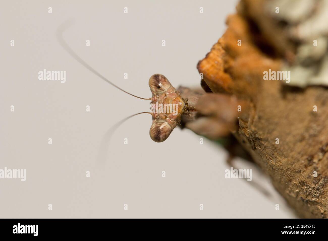 Asian praying mantis (Acromantis sp Stock Photo - Alamy
