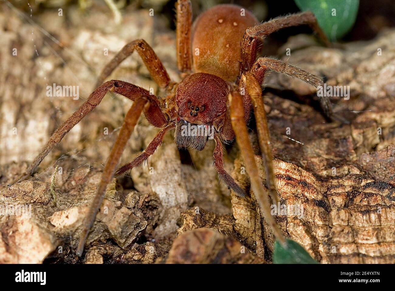 Fishing spider fishing hi-res stock photography and images - Alamy