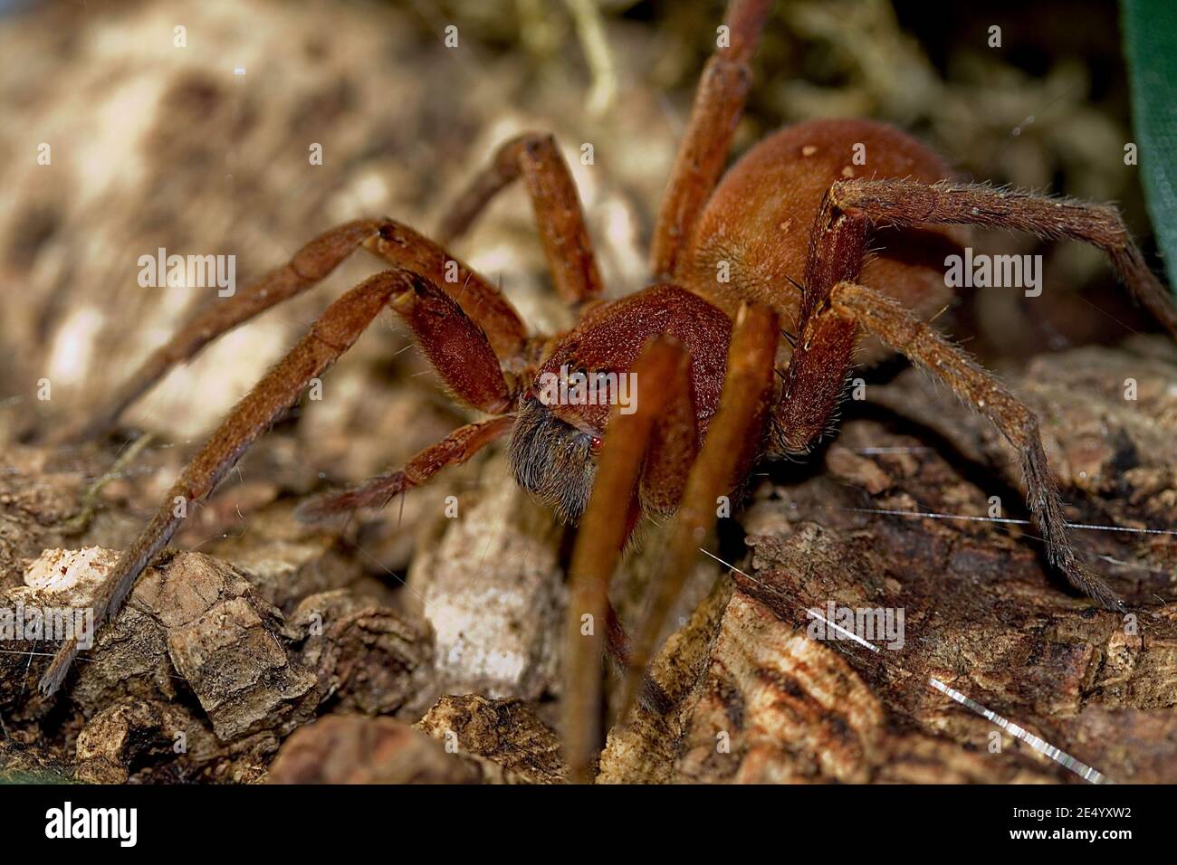 Fishing spider fishing hi-res stock photography and images - Alamy