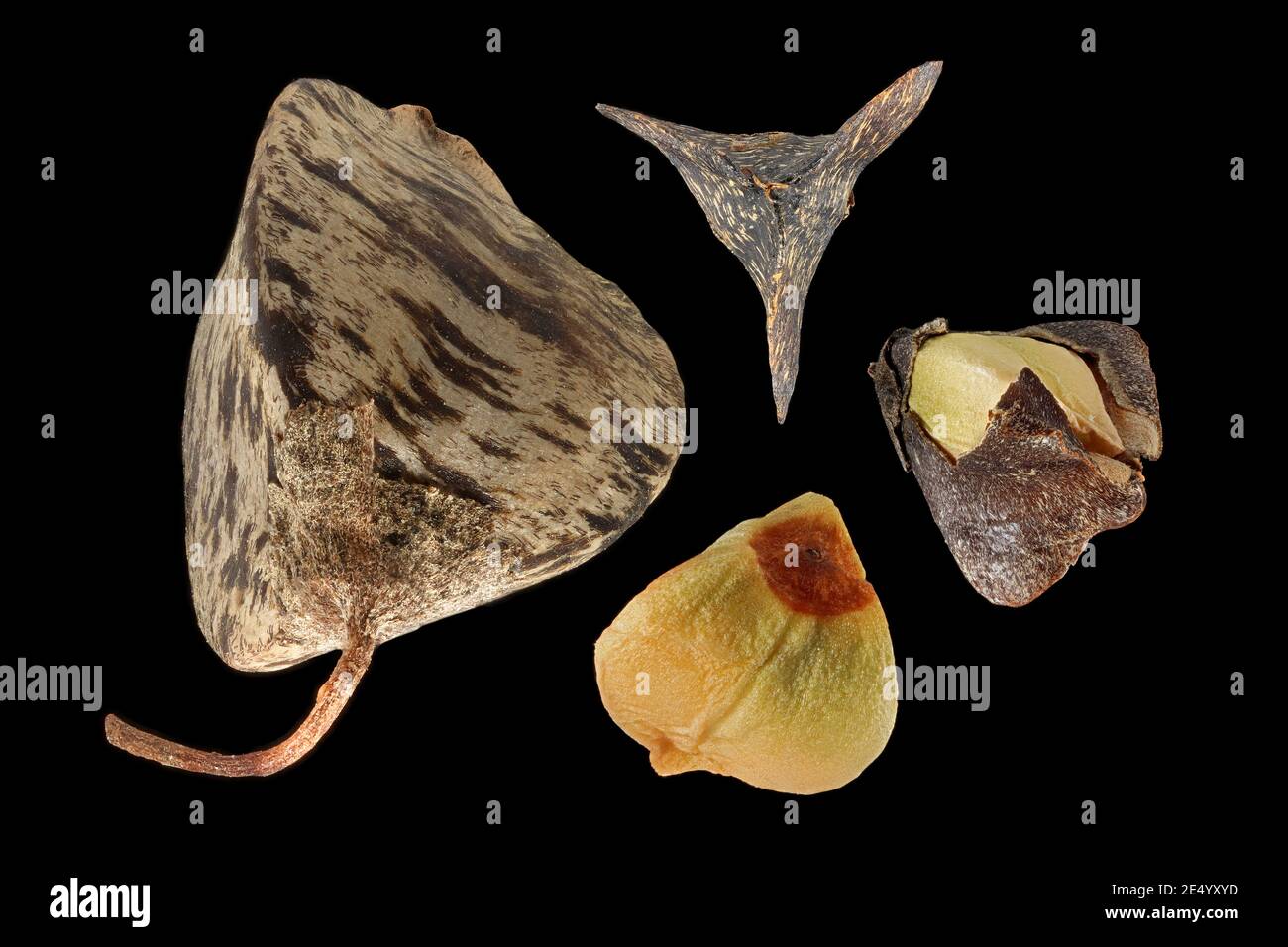 Fagopyrum esculentum, Buckwheat, Echter Buchweizen, close up, fruits ...