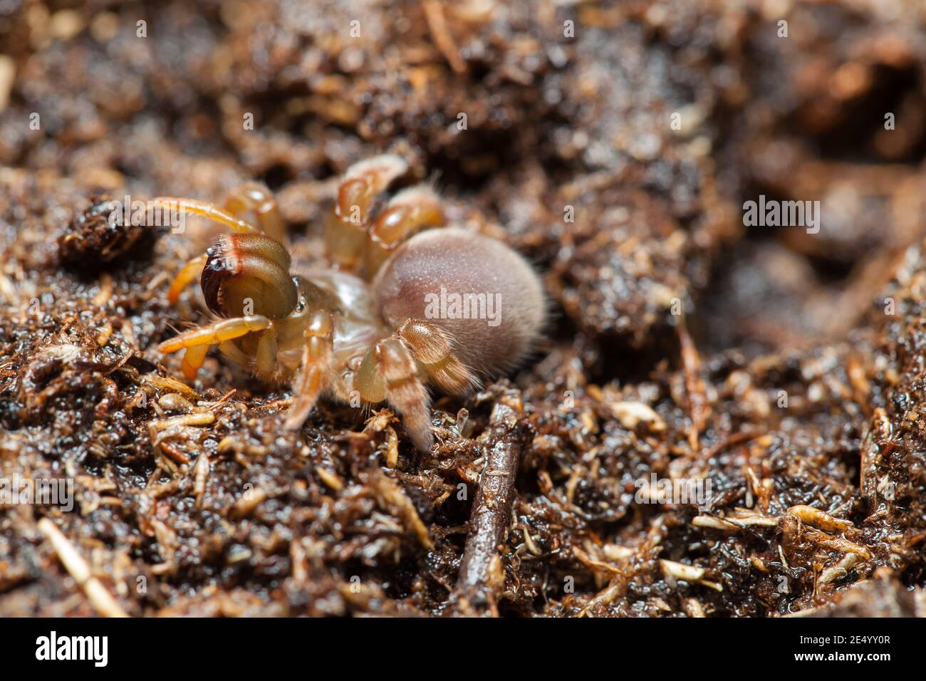 Purseweb spider hi-res stock photography and images - Alamy