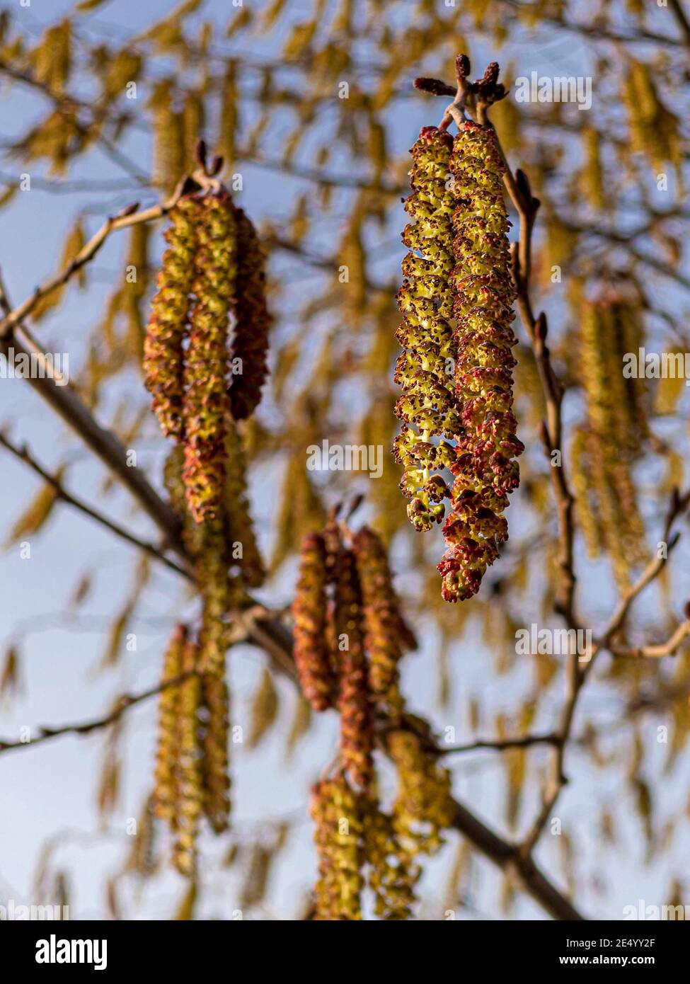 Catkins (or ament). A slim, cylindrical flower cluster (a spike), seen ...
