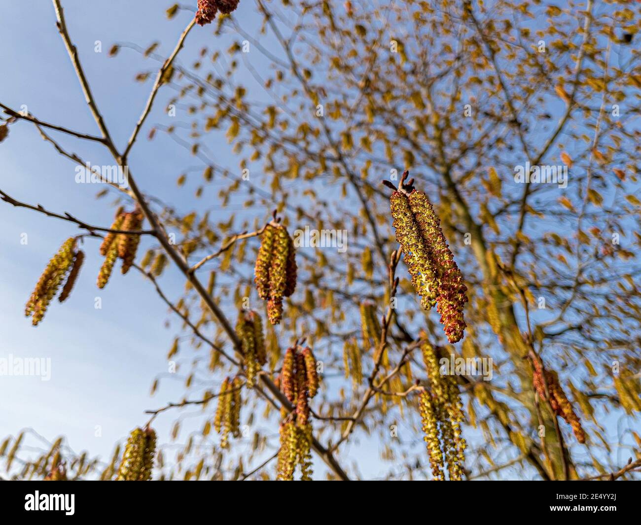 Catkins (or ament). A slim, cylindrical flower cluster (a spike), seen ...