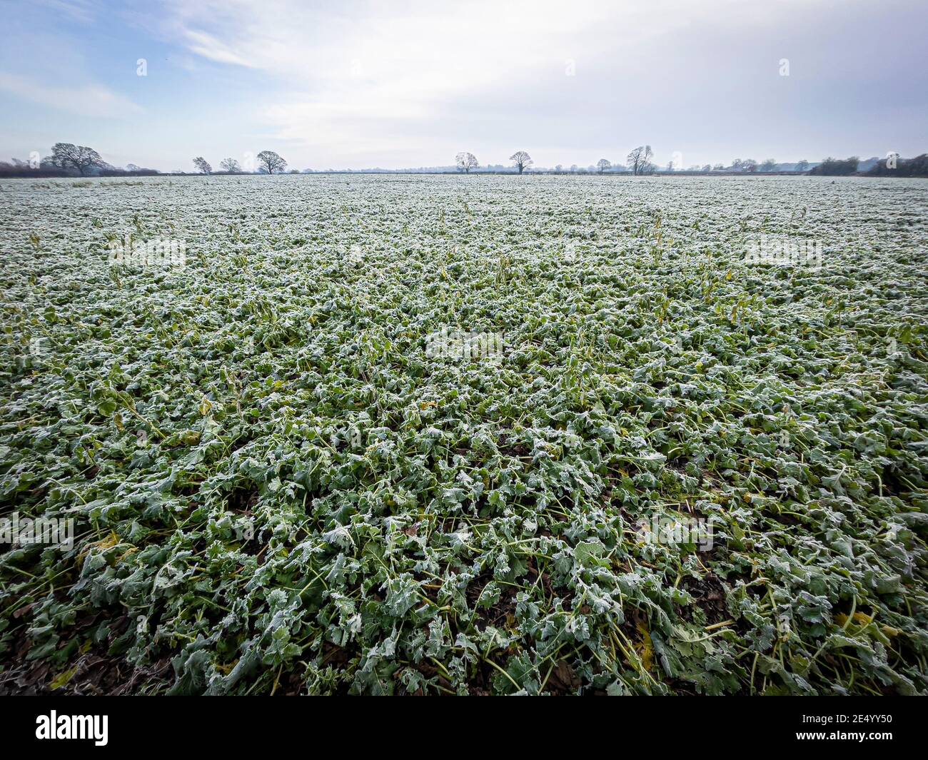 Frost on leaves of crop in winter Stock Photo - Alamy
