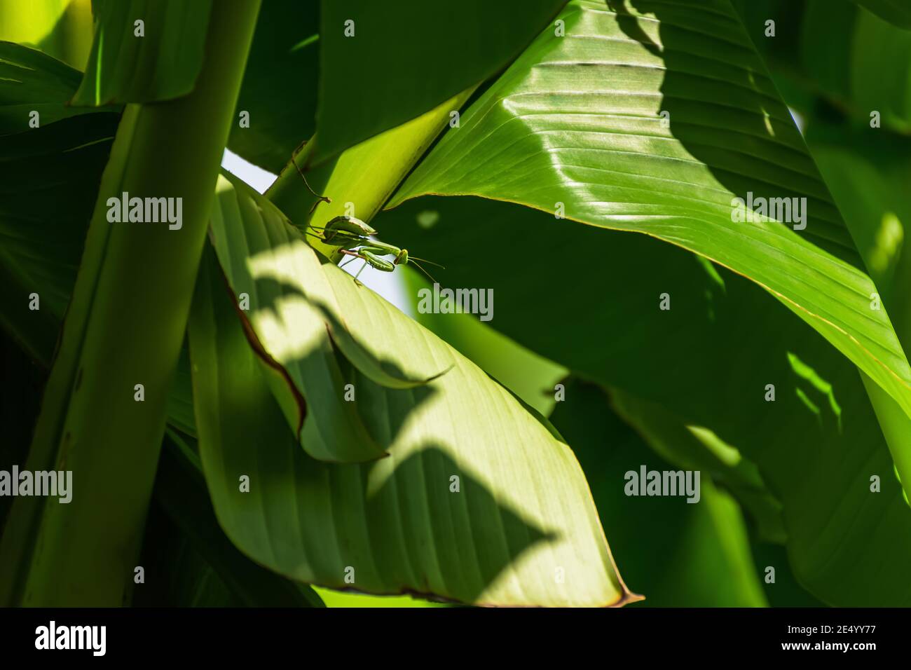 Insect banana leaf hi-res stock photography and images - Alamy