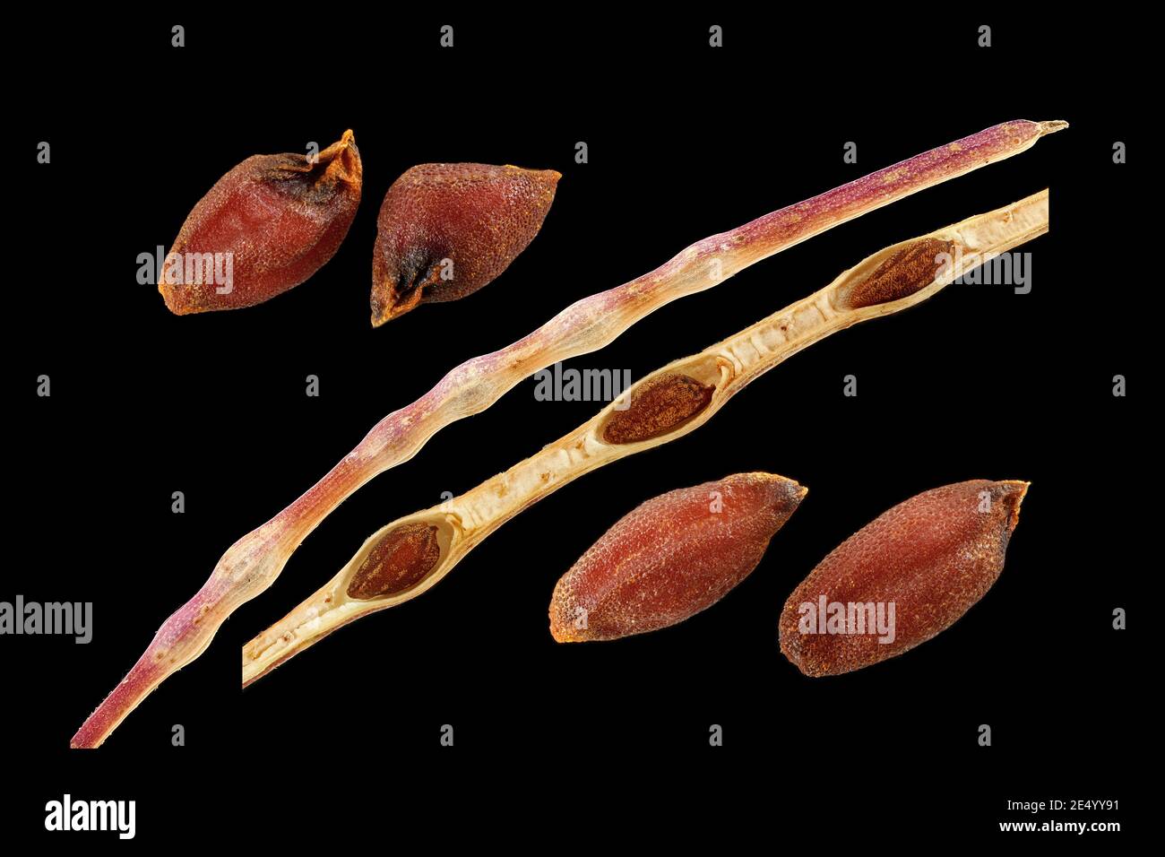 Hesperis matronalis seed hi-res stock photography and images - Alamy