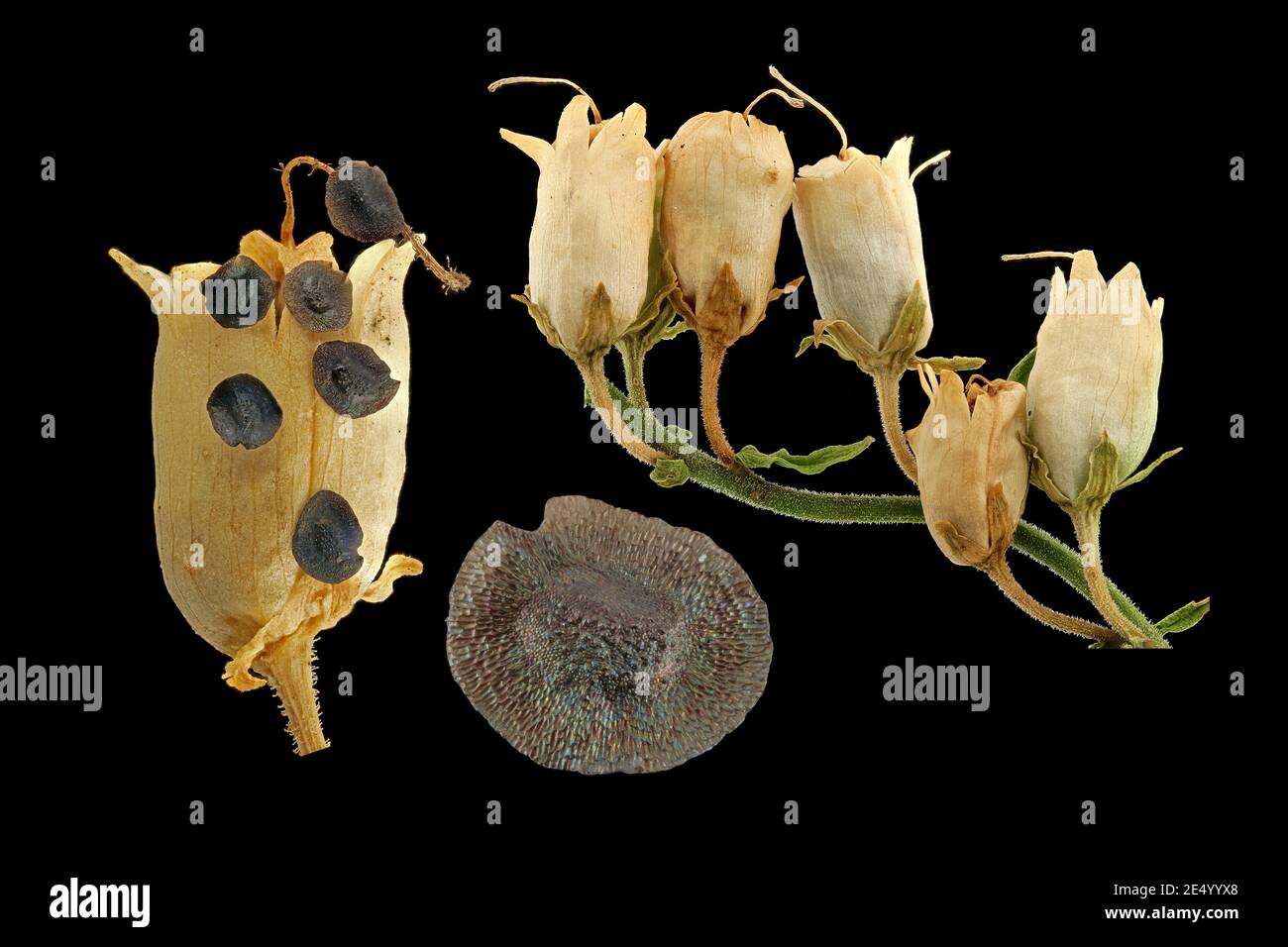 Linaria vulgaris, Common toadflax, Echtes Leinkraut, close up, fruits ...