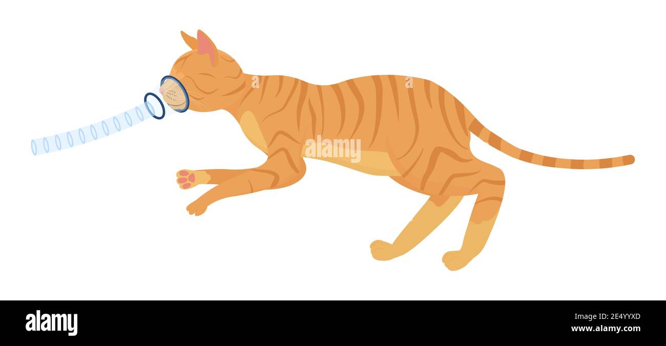 Cat with inhalation anesthesia, medical surgery operation concept ...