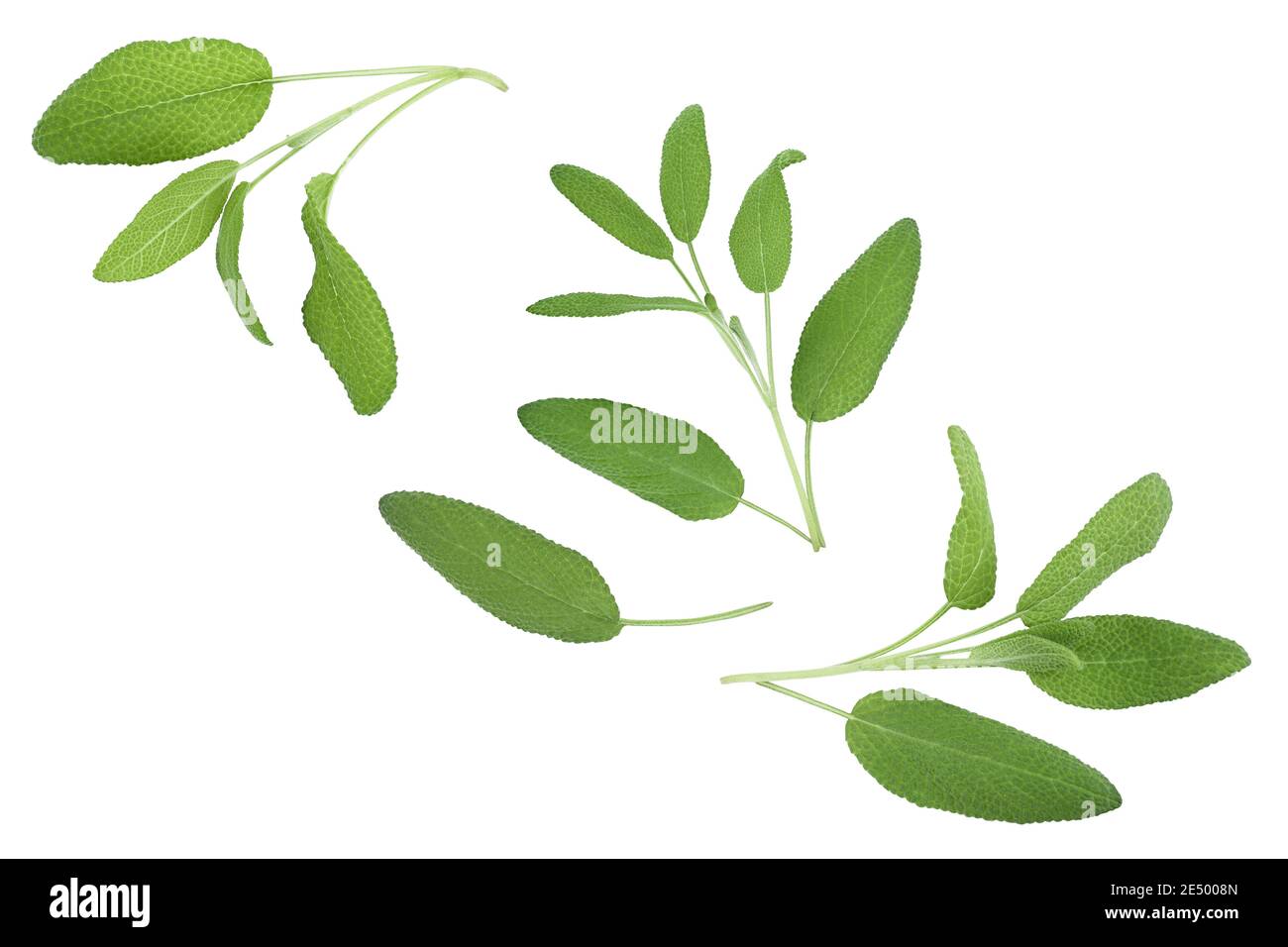 Sage herb leaves isolated on white background with clipping path . Top ...