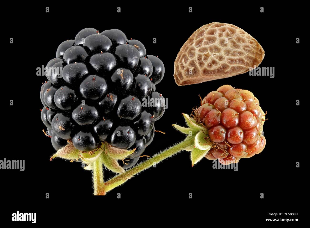 Steinfrucht hi-res stock photography and images - Alamy