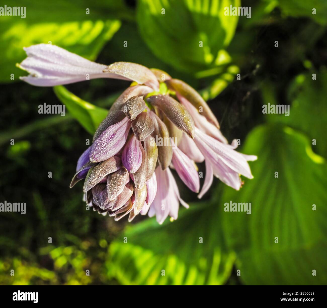 Blooming charming flower of hosta flower at green summer background ...