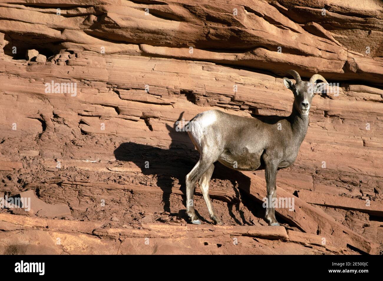 Female desert bighorn sheep ovis canadensis hi-res stock photography ...