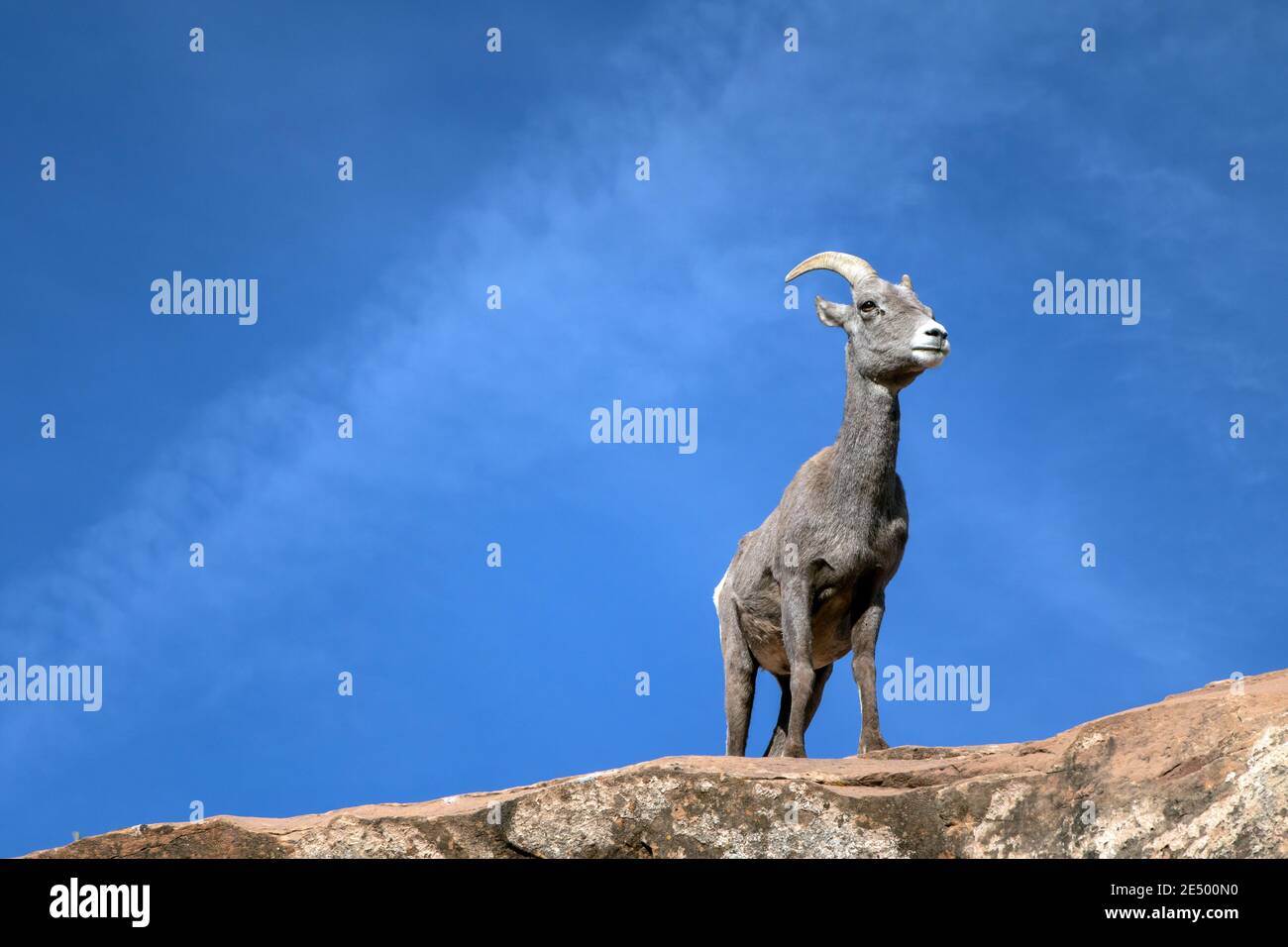 Queen of her domain. A desert mountain sheep ewe poses against the sky ...