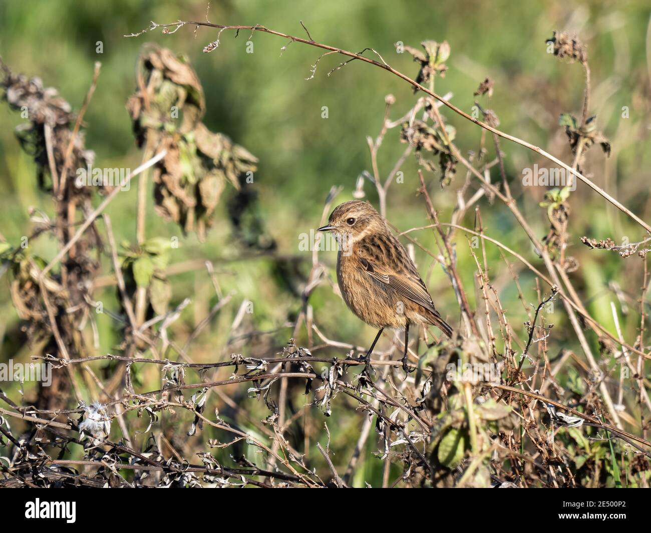 Stonechat bird perch hi-res stock photography and images - Alamy