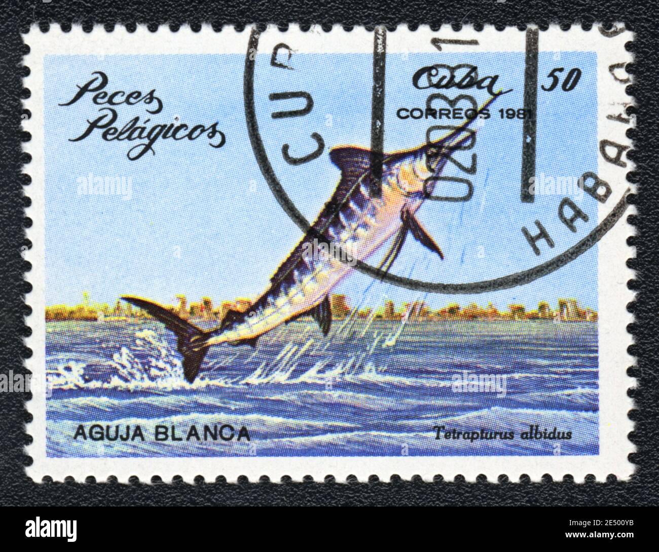 Stamp printed in Cuba shows a fish White marlin (Tetrapturus albidus ...