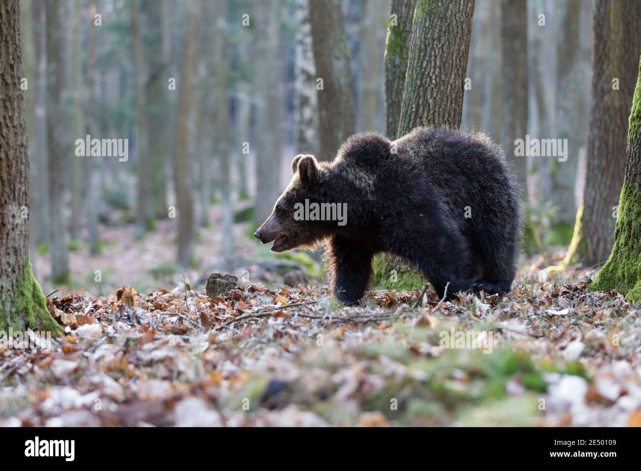 Braunbaer, Ursus arctos, brown bear Stock Photo - Alamy