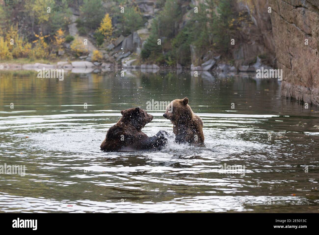 Braunbaer, Ursus arctos, brown bear Stock Photo - Alamy