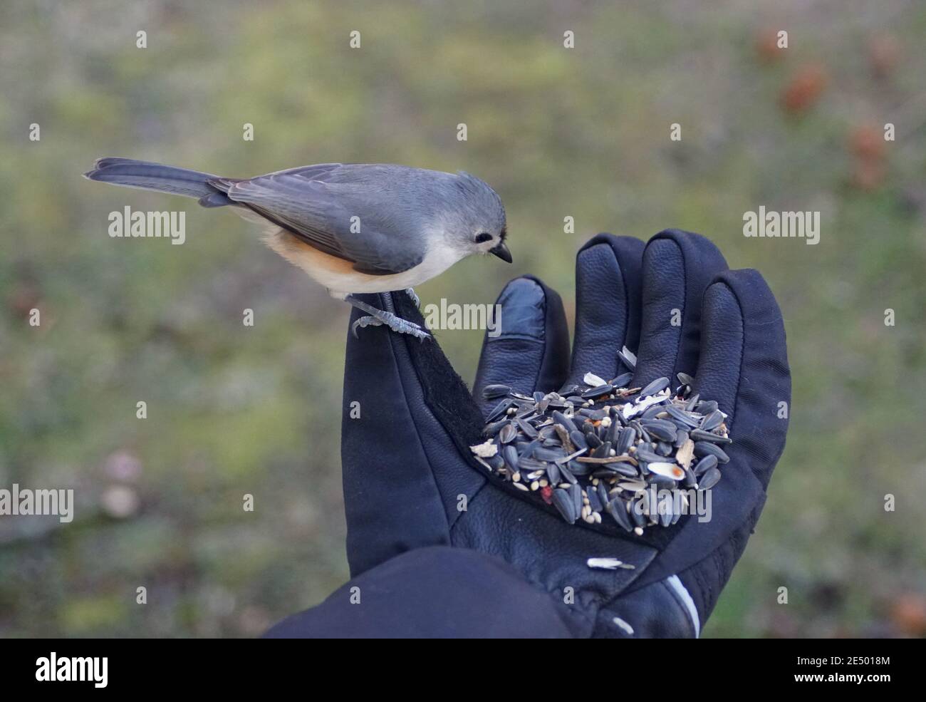 Hand-feeding a tufted titmouse with a mixed of wild seeds and sunflower ...