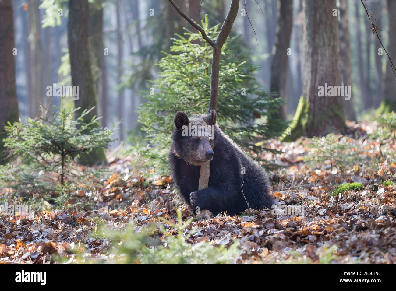 Braunbaer, Ursus arctos, brown bear Stock Photo - Alamy